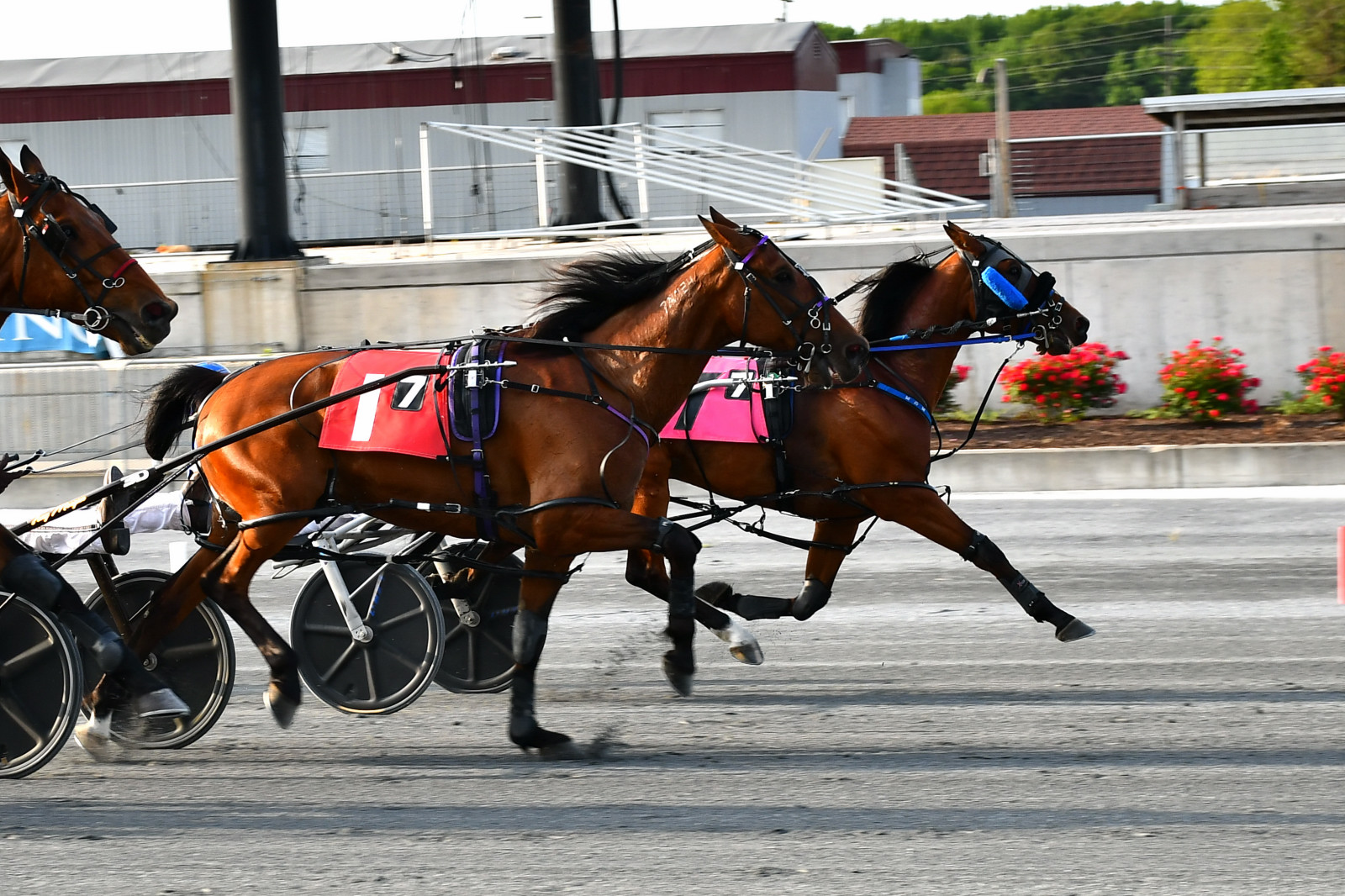 Harrington Raceway: News